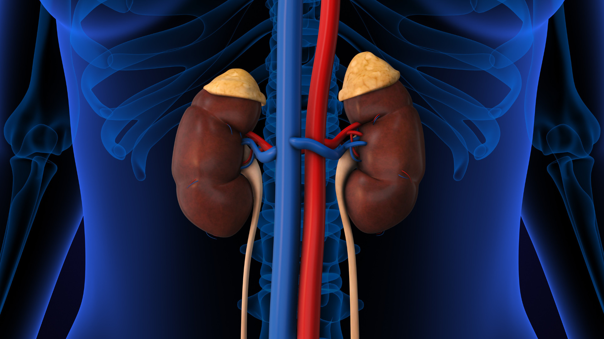 How Kidneys and Adrenal Glands Respond to Fear - Vibrant Blue Oils